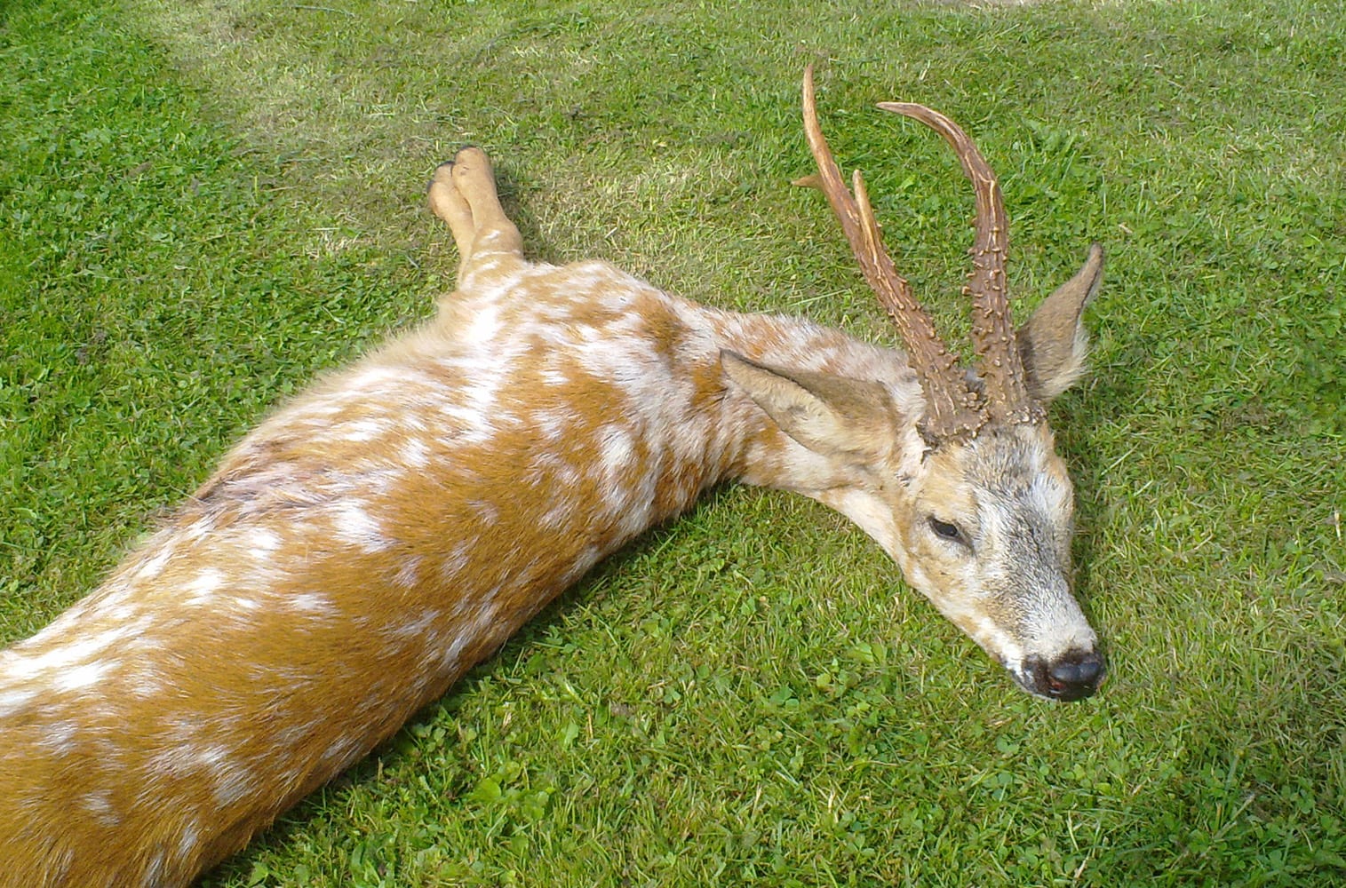 Råbuk i nye klæder - Netnatur