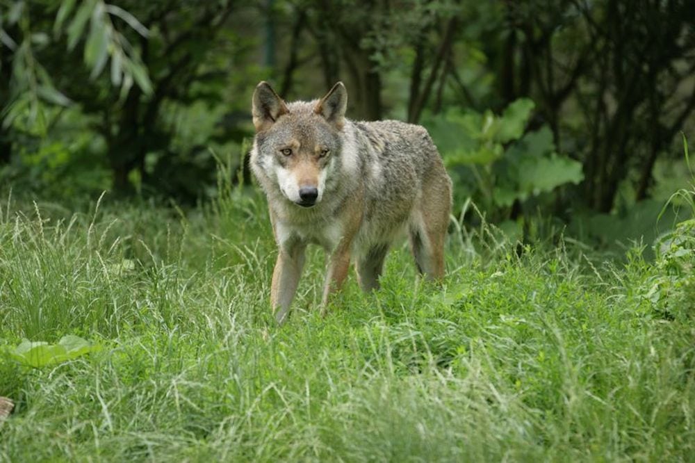 Thy-ulvens vej til Danmark har afsat spor - Netnatur