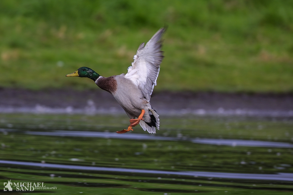 Frivillig opstramning af udsætningsjagt - Netnatur