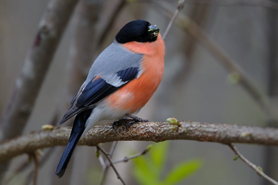Dompap - nu en udbredt dansk ynglefugl - Netnatur