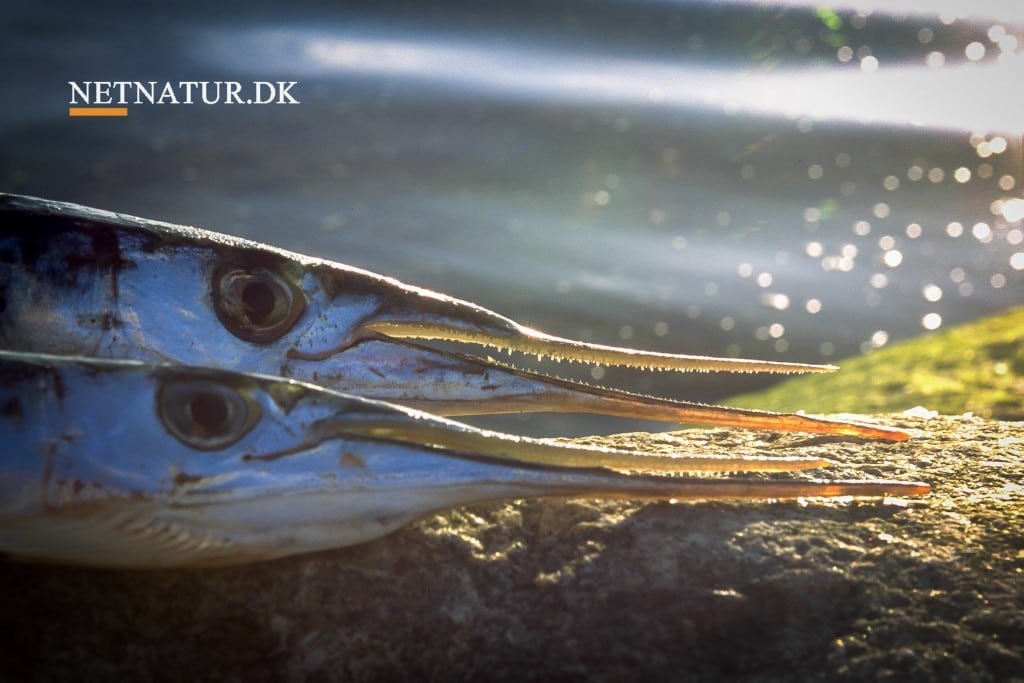 Fisk: Hvor må man fiske og hvad må man fange? Hjemmeside kan give svaret