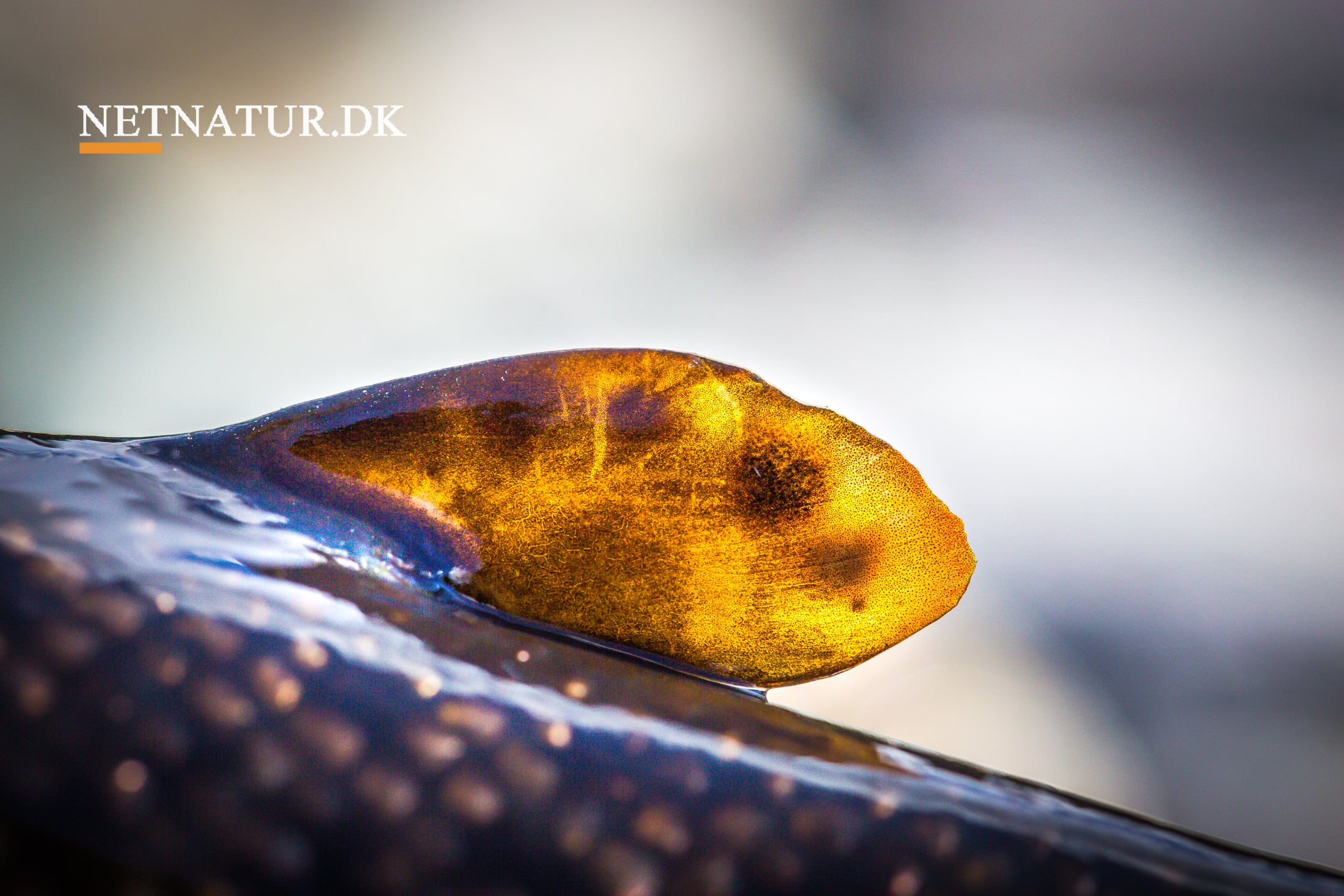 Fluefisker: Magi og flotte billeder - Netnatur