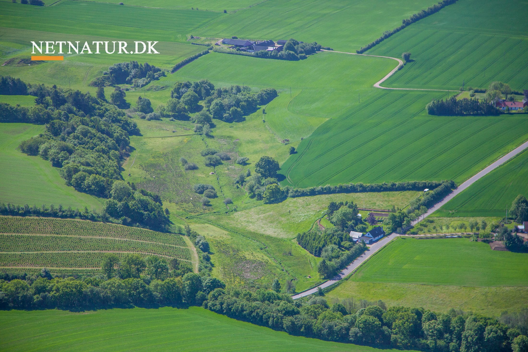 Voldsnegl er den nye dræbersnegl - Netnatur