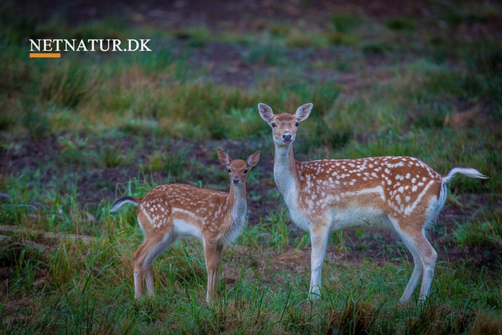 Hvor findes de forskellige dyrearter i Danmark? - Netnatur