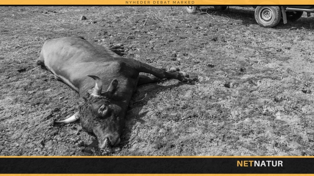 Scrub bull med bue og pil - Netnatur