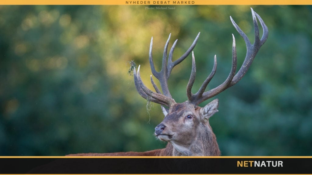 Derfor ses der nu hjorte på Fyn - Netnatur