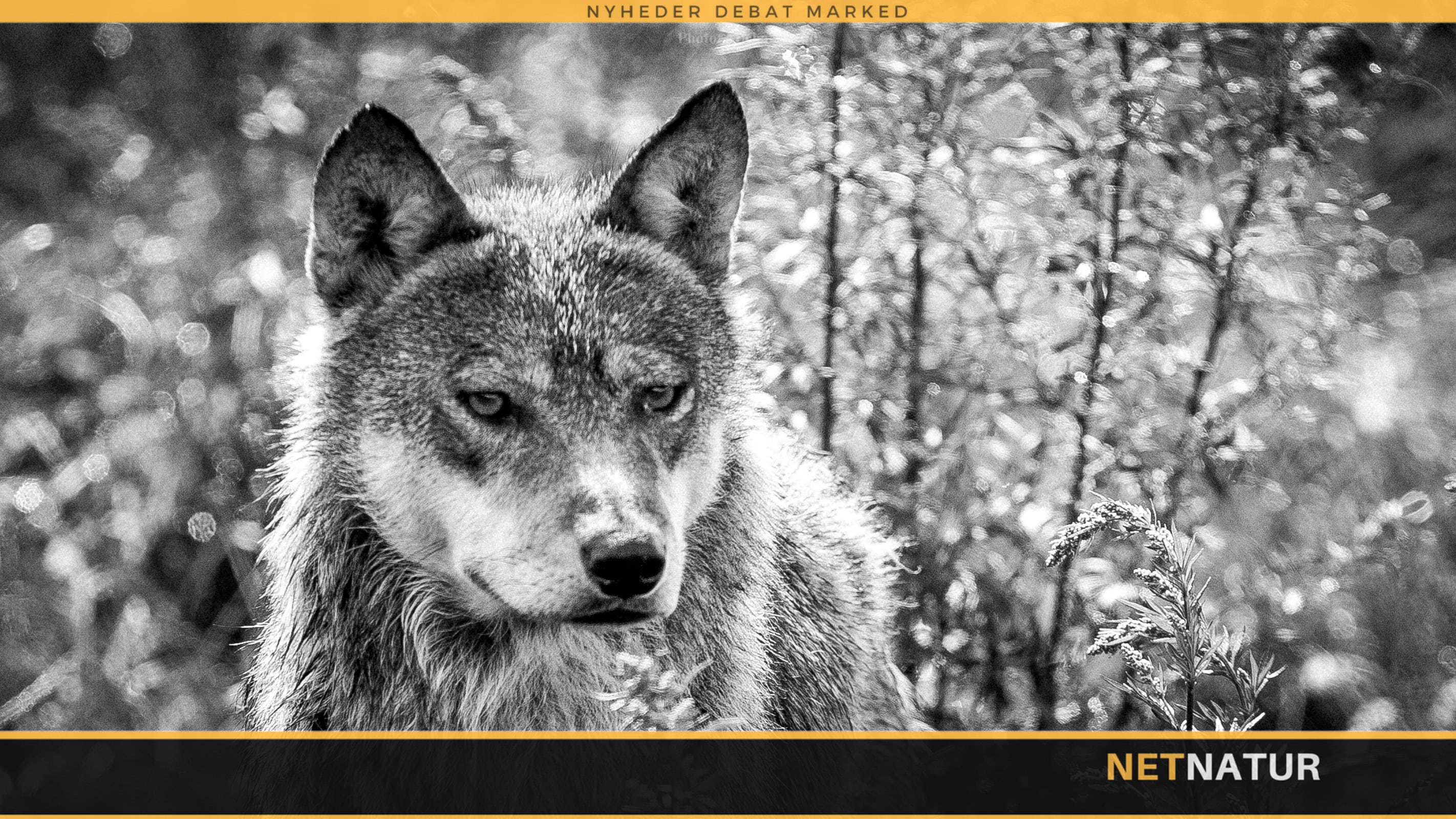 Online foredrag om ulv i Danmark - Netnatur