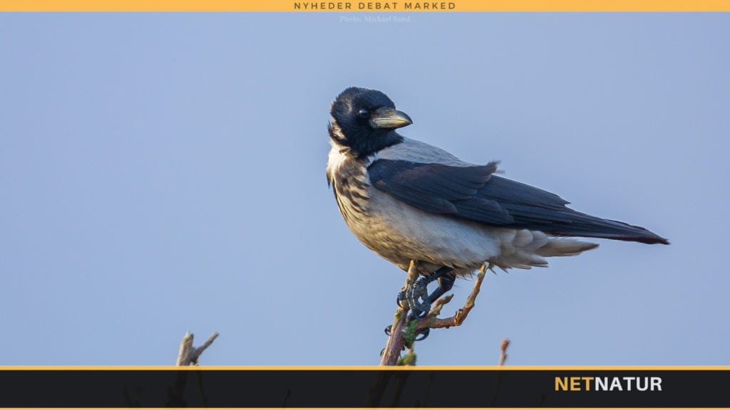 Regulering af krager: Hvordan opnår man en tilladelse?