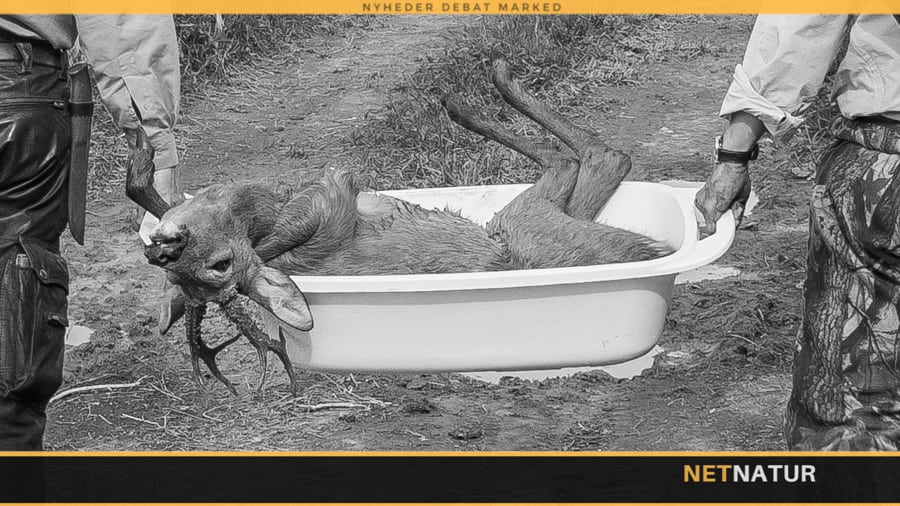 Forårsjagt på råbuk i Sverige - Netnatur