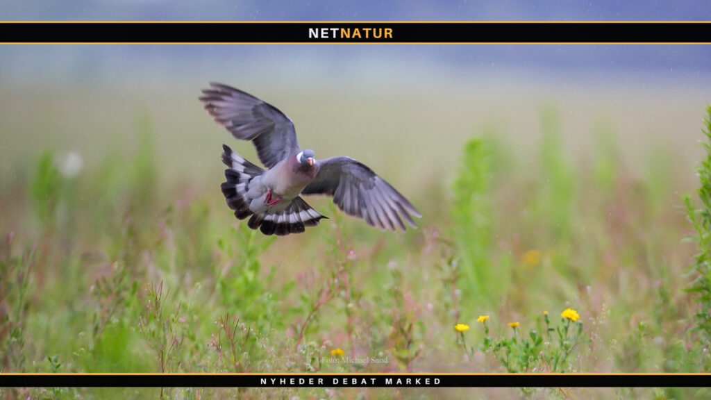 Ringdue - også kaldet skovdue │Artikler om fugle på Netnatur.dk