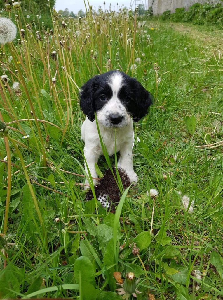 FT Springer Spaniels hvalpe - Netnatur