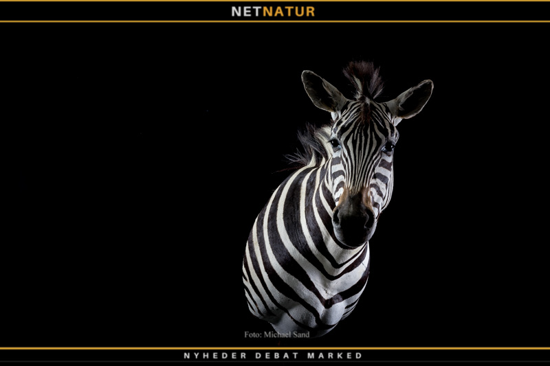 Zebra som trofæ: Hvordan kan man anvende skind fra zebra som jagttrofæ?