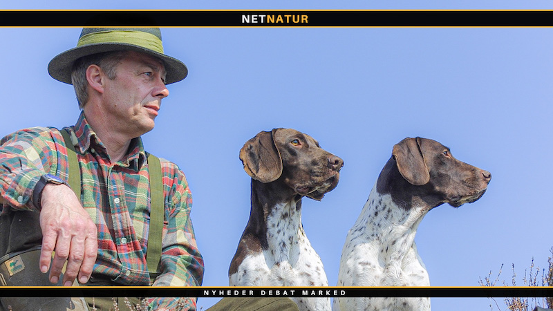 Gammel dansk hønsehund - Netnatur