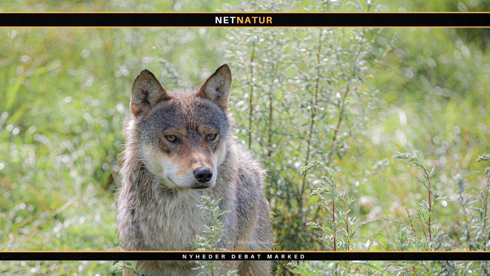 Ulv: Ny ulvepolitik: Sverige skal have tilført ulve fra Finland.