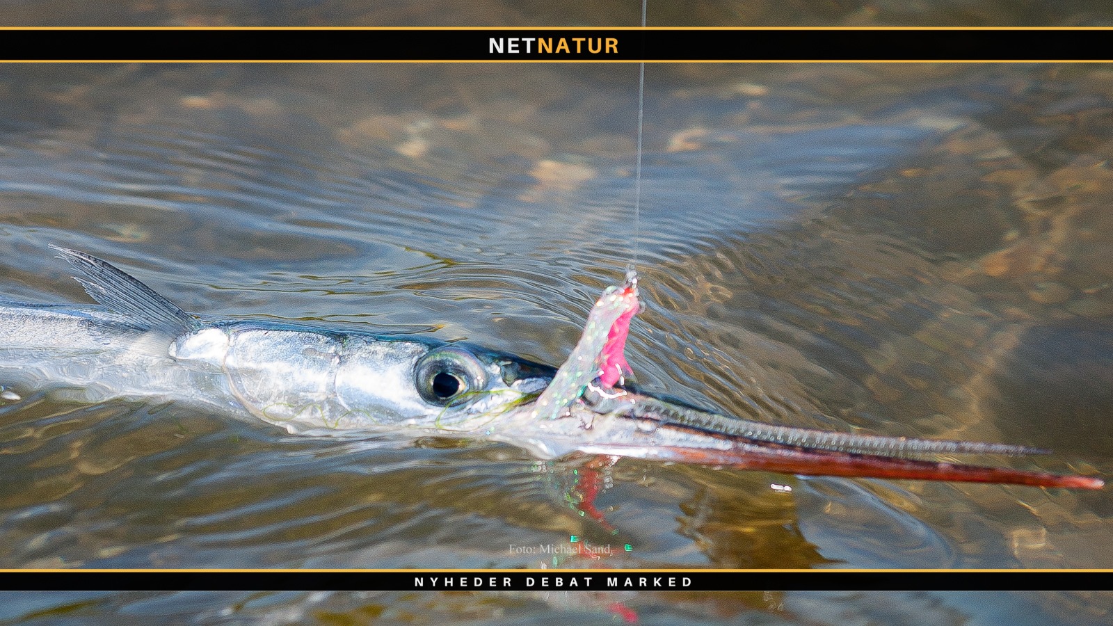 Hornfisk: Biologi, adfærd og fiskeri. Læs alt om honrfisk.