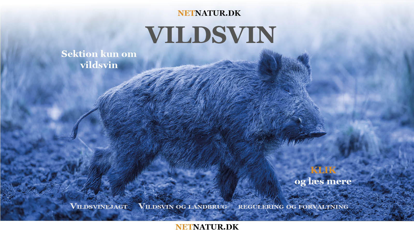 Vildsvin: Sektion på Netnatur.dk kun om vildsvin og vilsvinejagt.