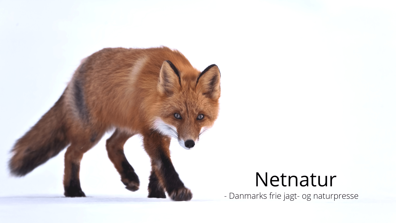 Ræv er "Næsten Truet" Det fremgår af Den danske Rødliste