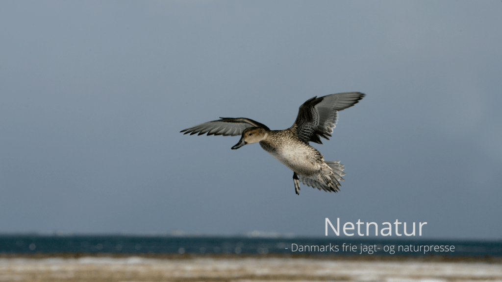 Andejagt │ Artikler om andejagt på Netnatur.dk