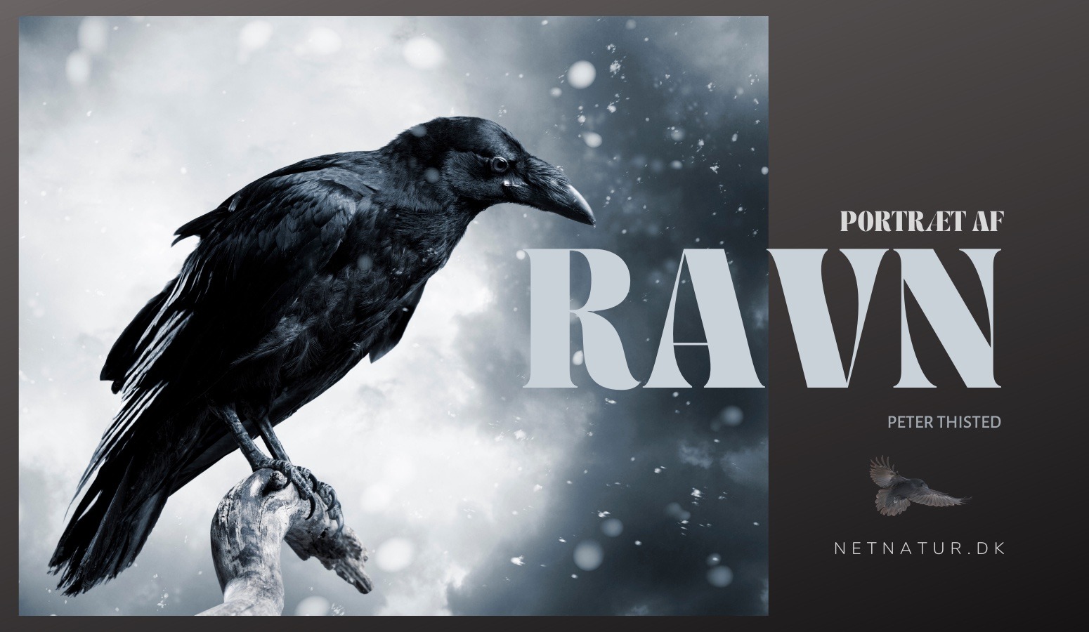 Ravnen │ Artikel om ravn. Læs og fugle i Danmark på Netnatur.dk
