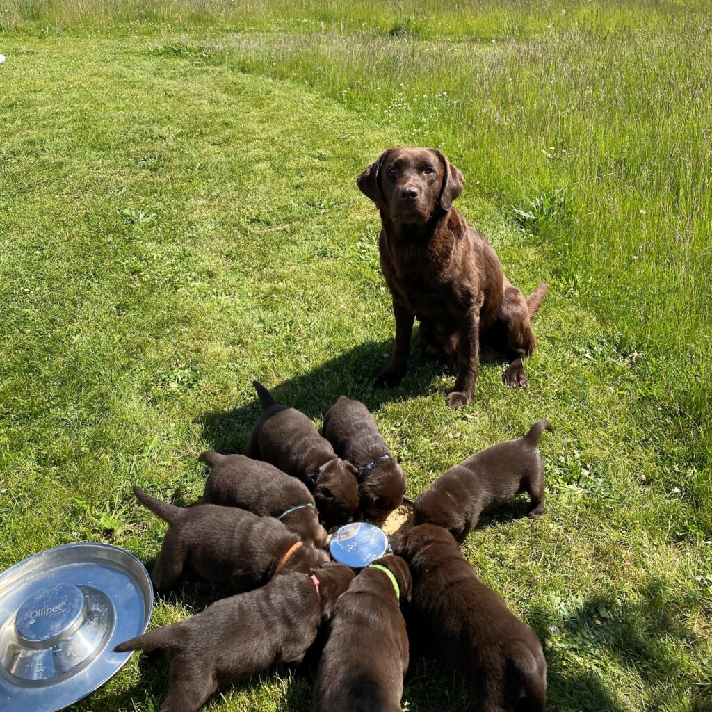 Brun labrador hvalp - Netnatur