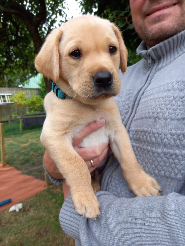 Labrador F1 - Super jagtlinjer - Netnatur