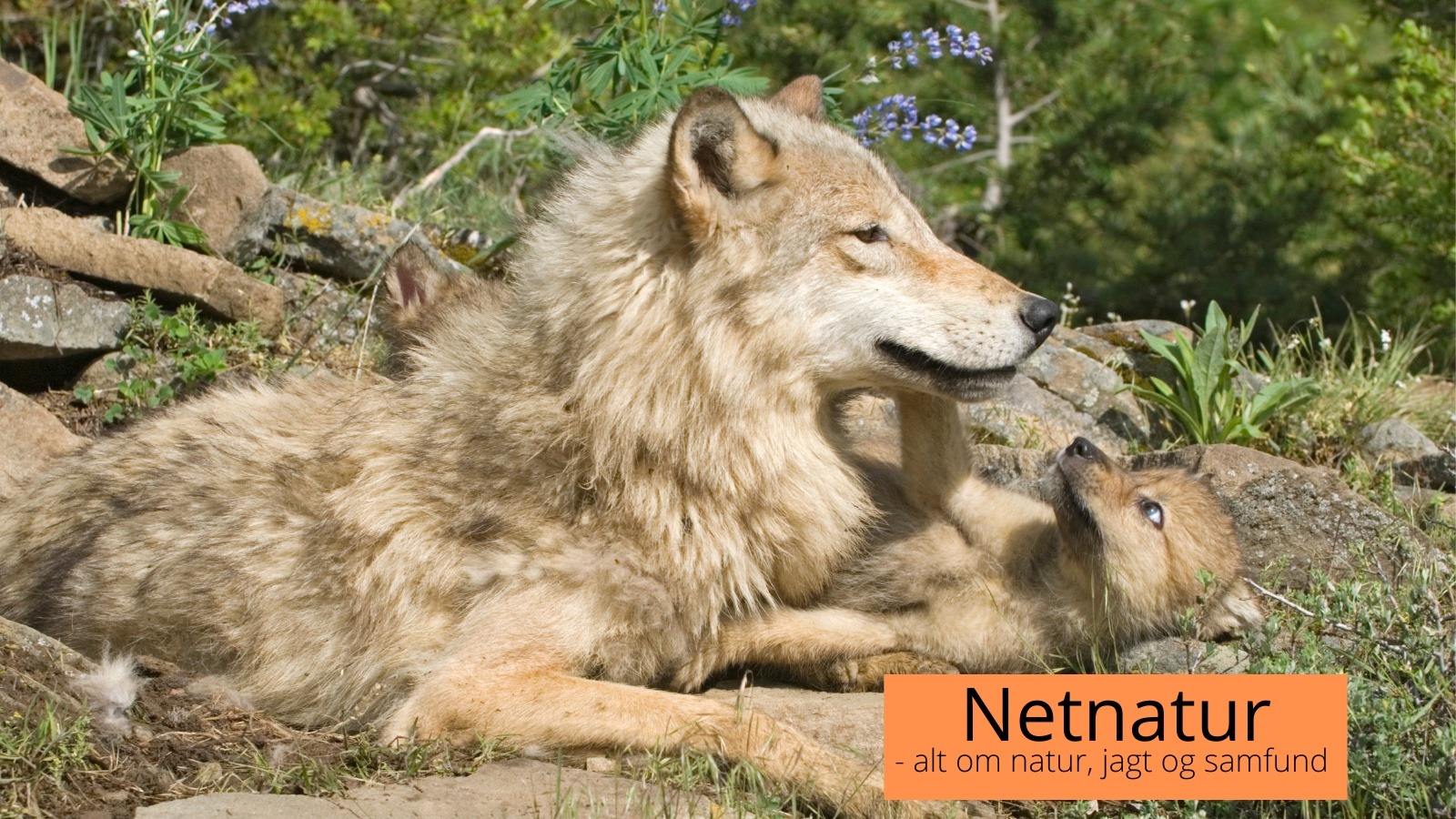 Nu er der 5 ulvepar i Danmark - Netnatur