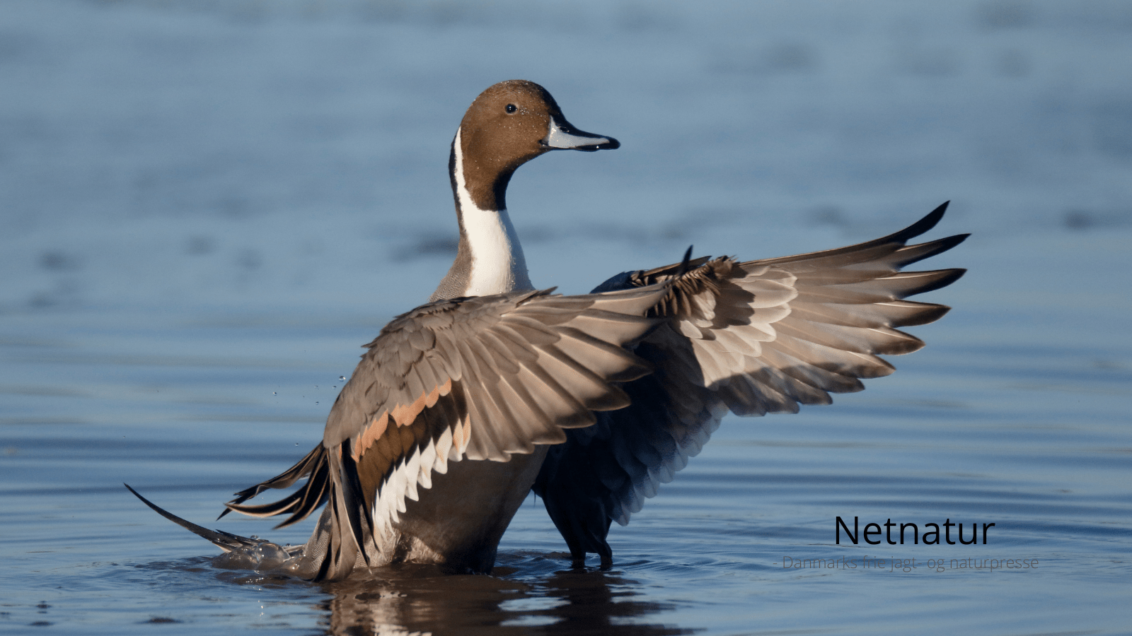 Vingeindsamling: Vingefrysere er luft under vingeindsamlingen