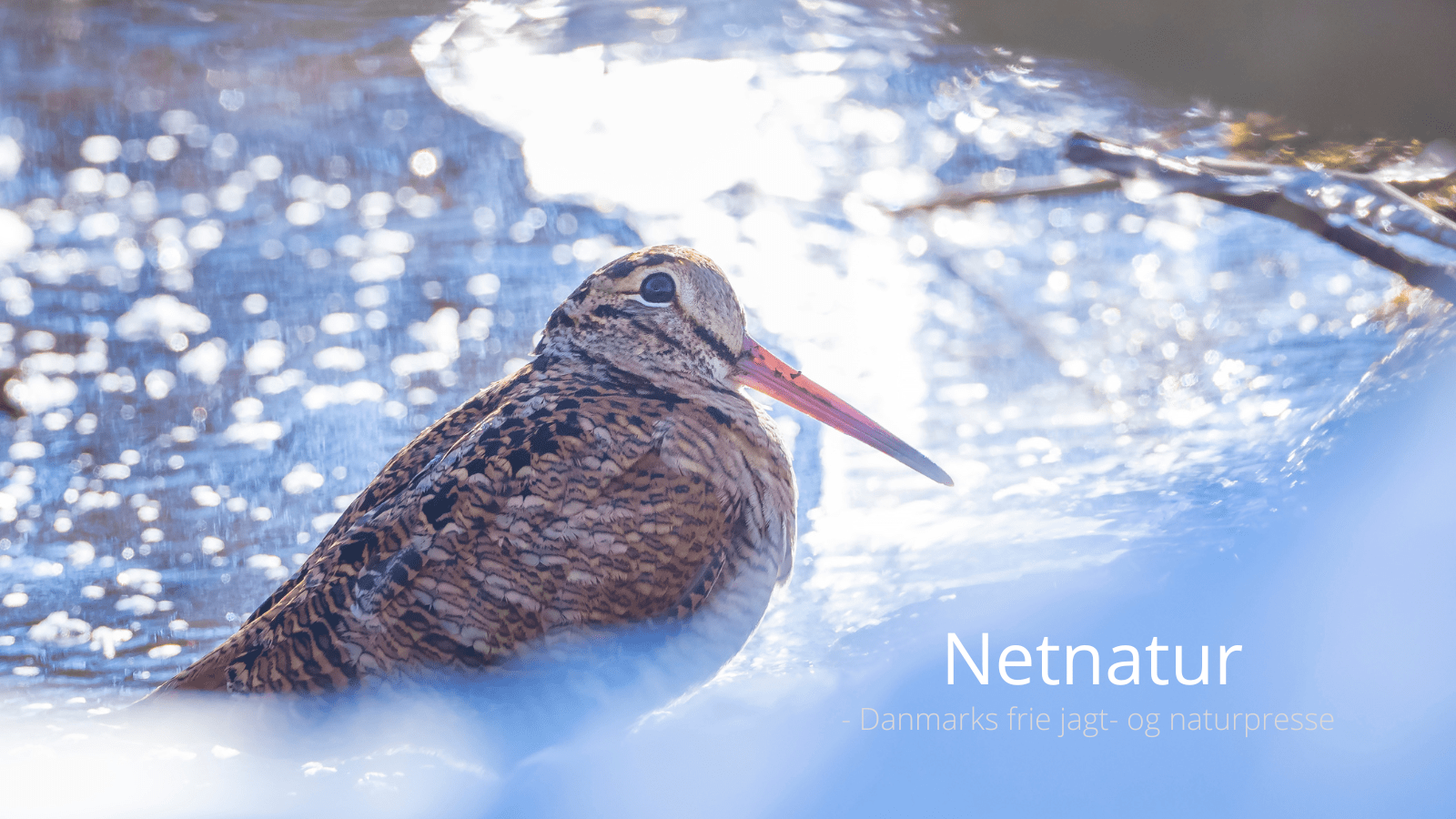 Snepper: Så mange skovsnepper er der. Netnatur - alt om sneppejagt