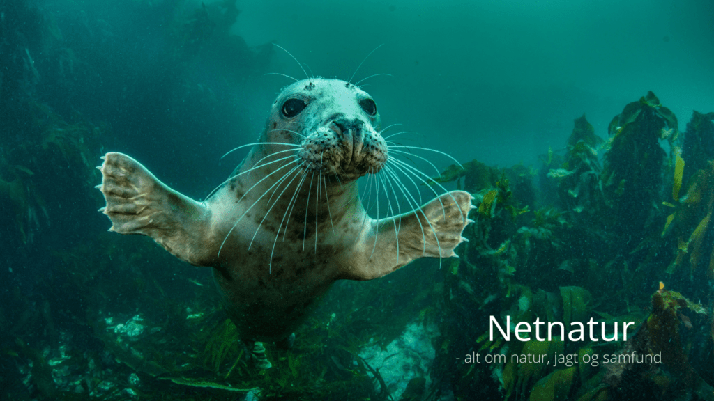 De danske sæler foretrækker torsk - Netnatur