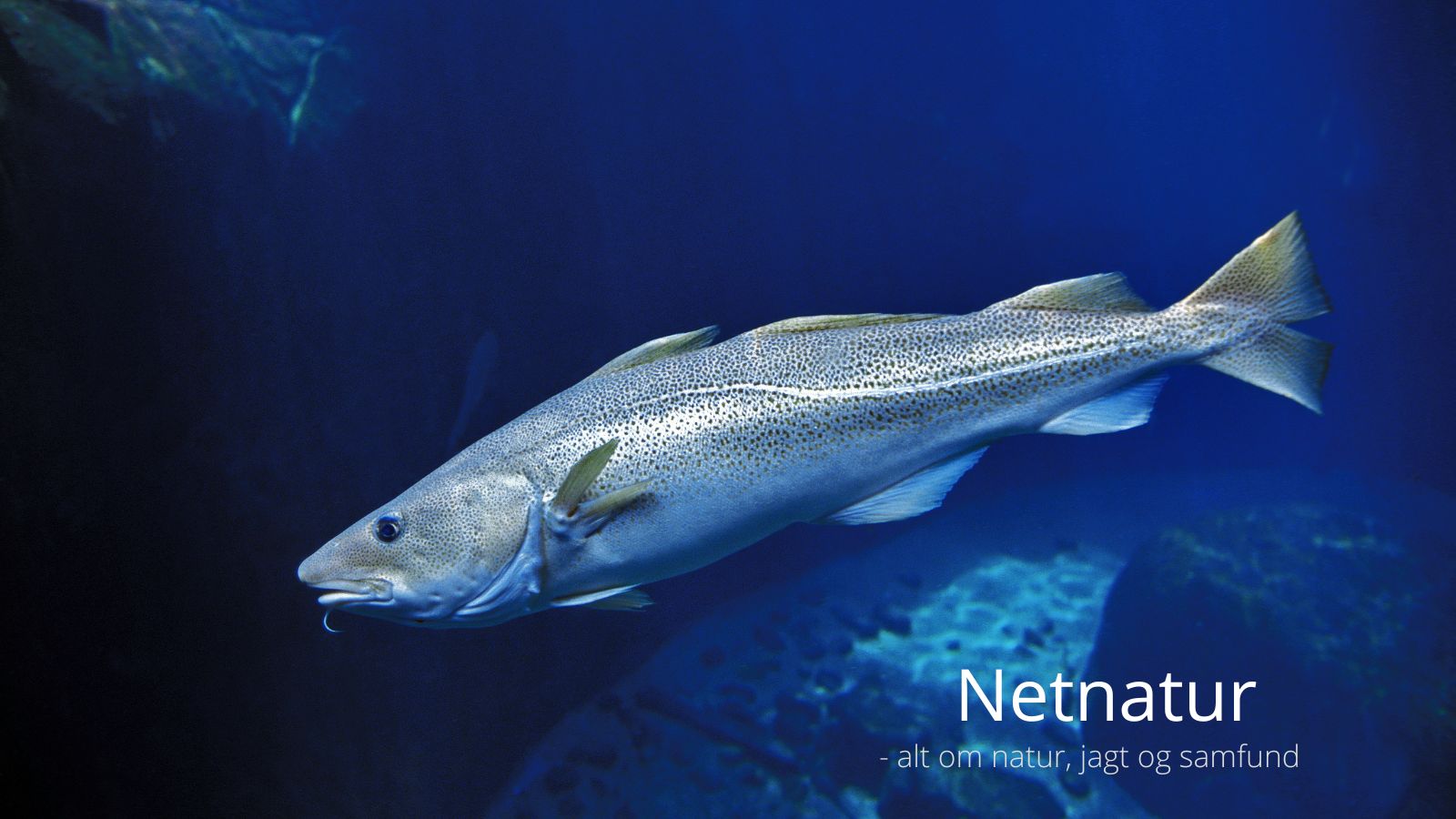 Torsken i Øresund i fremgang - Netnatur