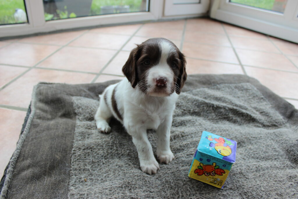 FT Springer spaniel hvalpe - Netnatur