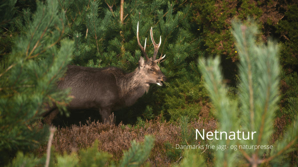Det første skud - Netnatur