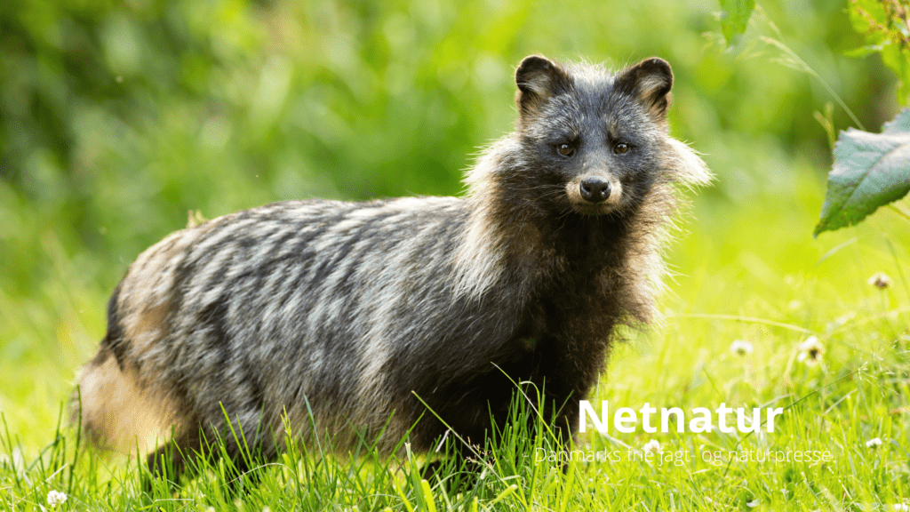 Mårhund │ Artikler om regulering og bekæmpelse på Netnatur.dk