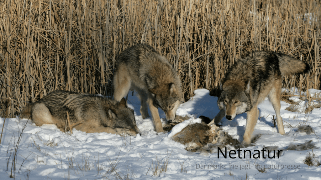 Ulv i Danmark: Skal antallet nu reguleres?