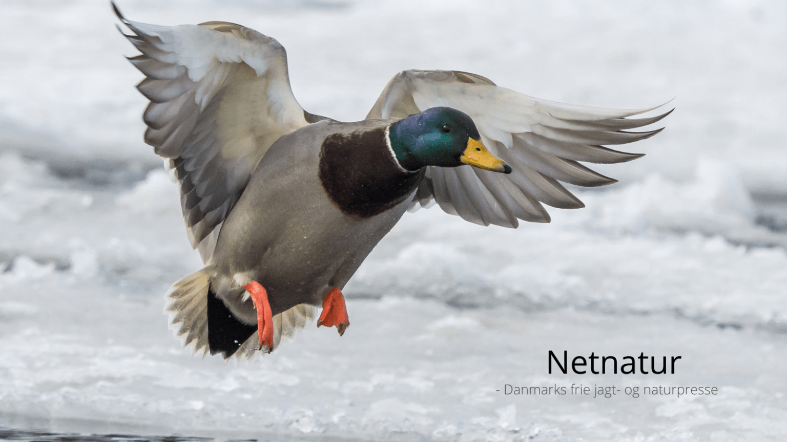 John Chris: Det er da ikke troværdigt! - Netnatur