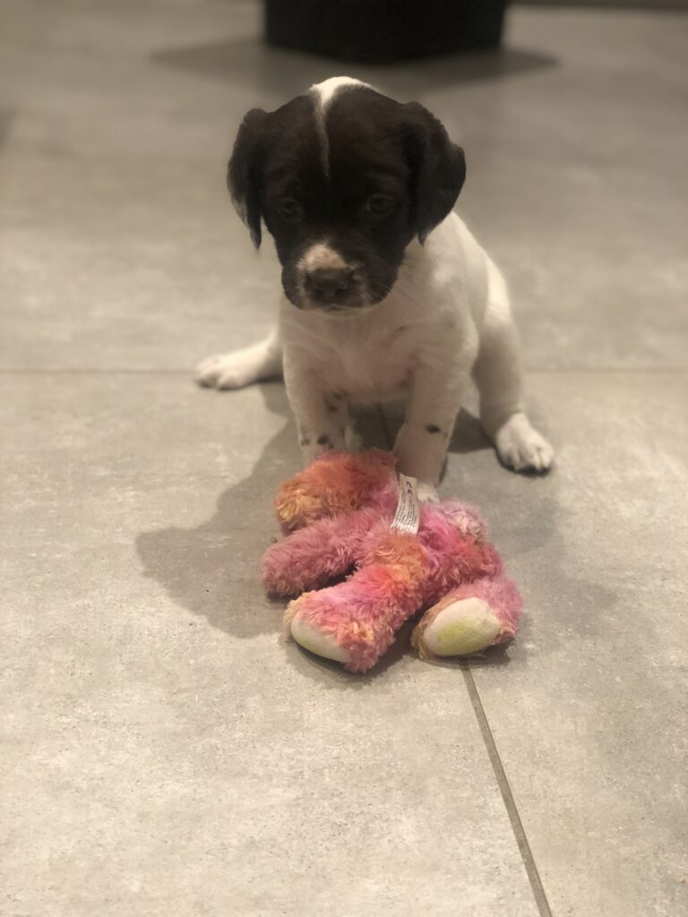 Labrador/Kleiner Münsterlænder blanding - Netnatur