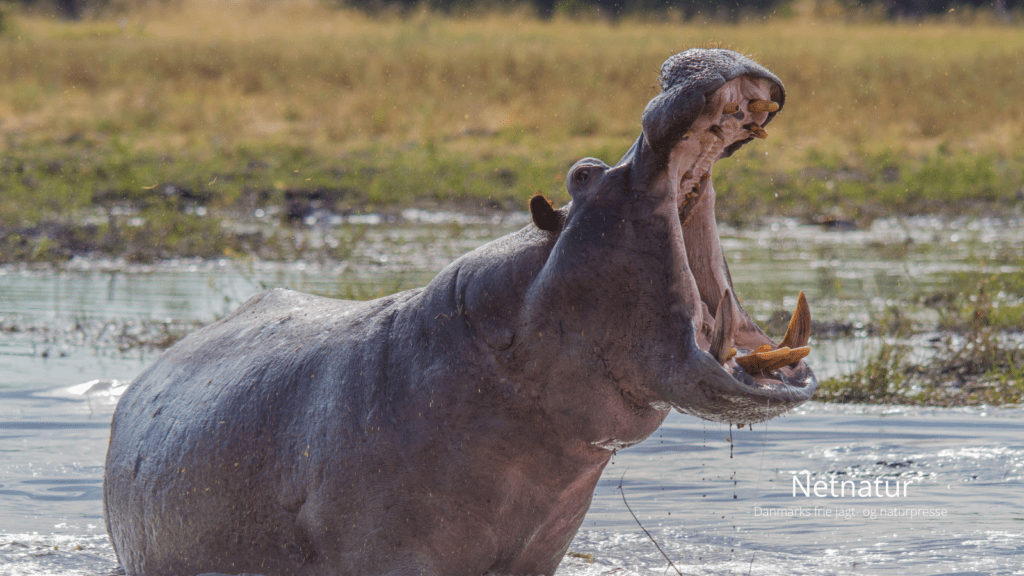 Narkokonges flodheste skal reduceres - Netnatur