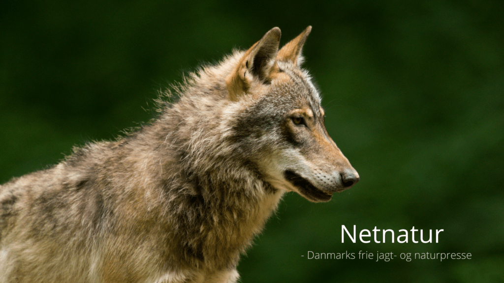 2023 bød på et stigende antal ulveangreb - Netnatur