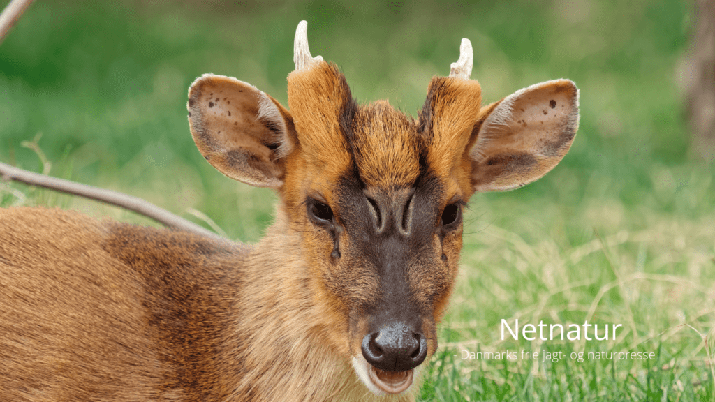 Muntjac i Danmark - virkelighed, drøm eller mareridt?