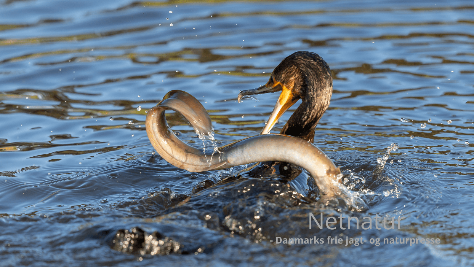 Bestanden af skarv har lille tilbagegang - Netnatur