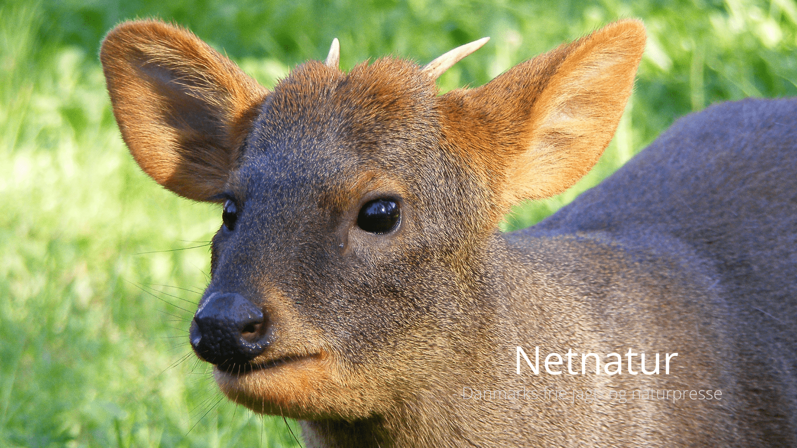 Pudu - verdens mindste hjort