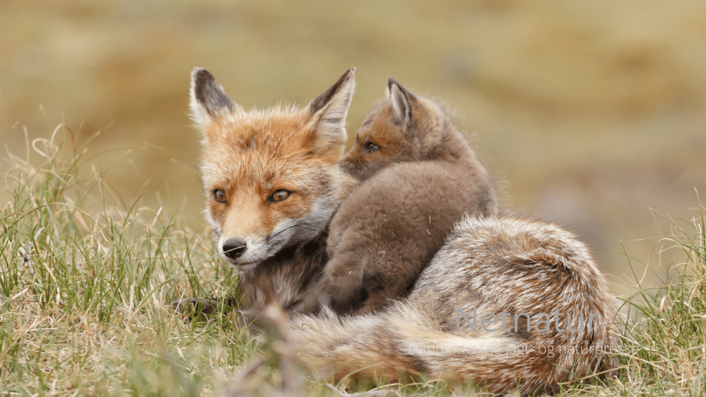 Ræv │ Artikler om biologi, regulering og jagt på Netnatur.dk