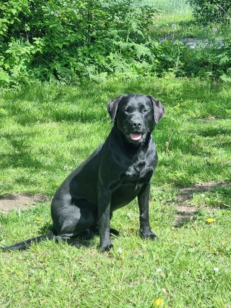 Trænet unghund labrador F1 - Netnatur
