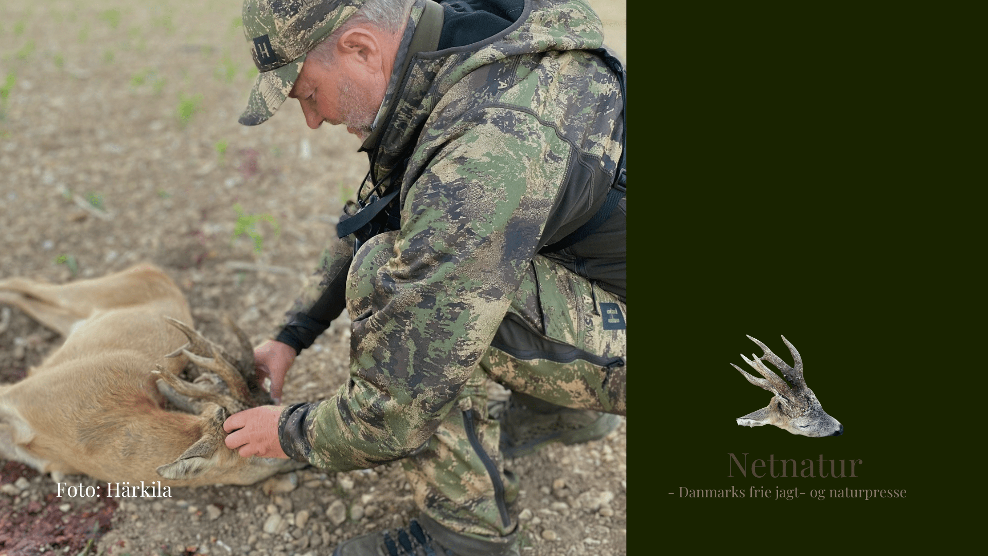 Råbuk: Verdensrekord. Verdens største opsats og trofæ fra råbuk