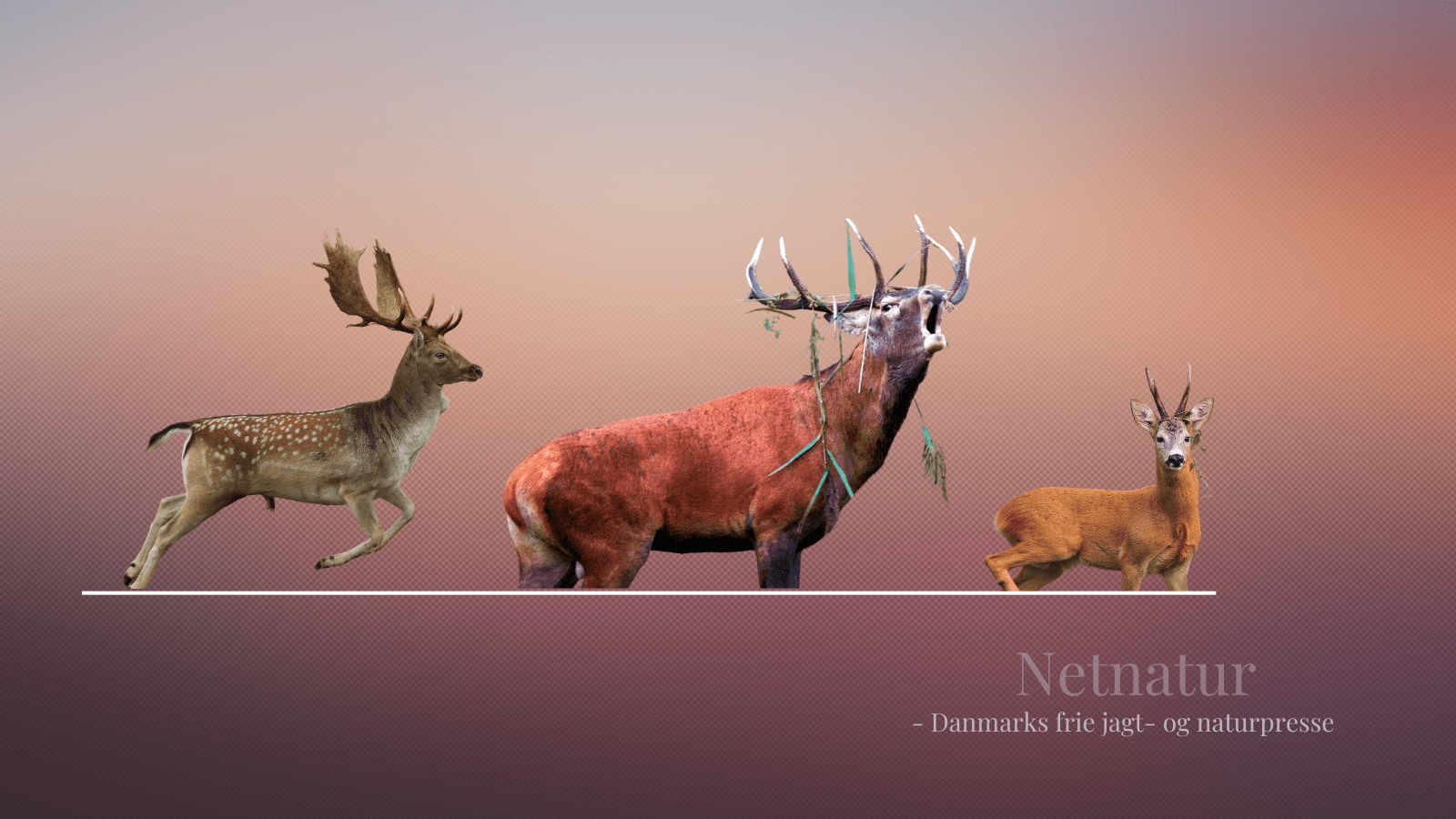 Krondyr, dådyr og rådyr: Hvad er forskellen? Lynhurtig guide.