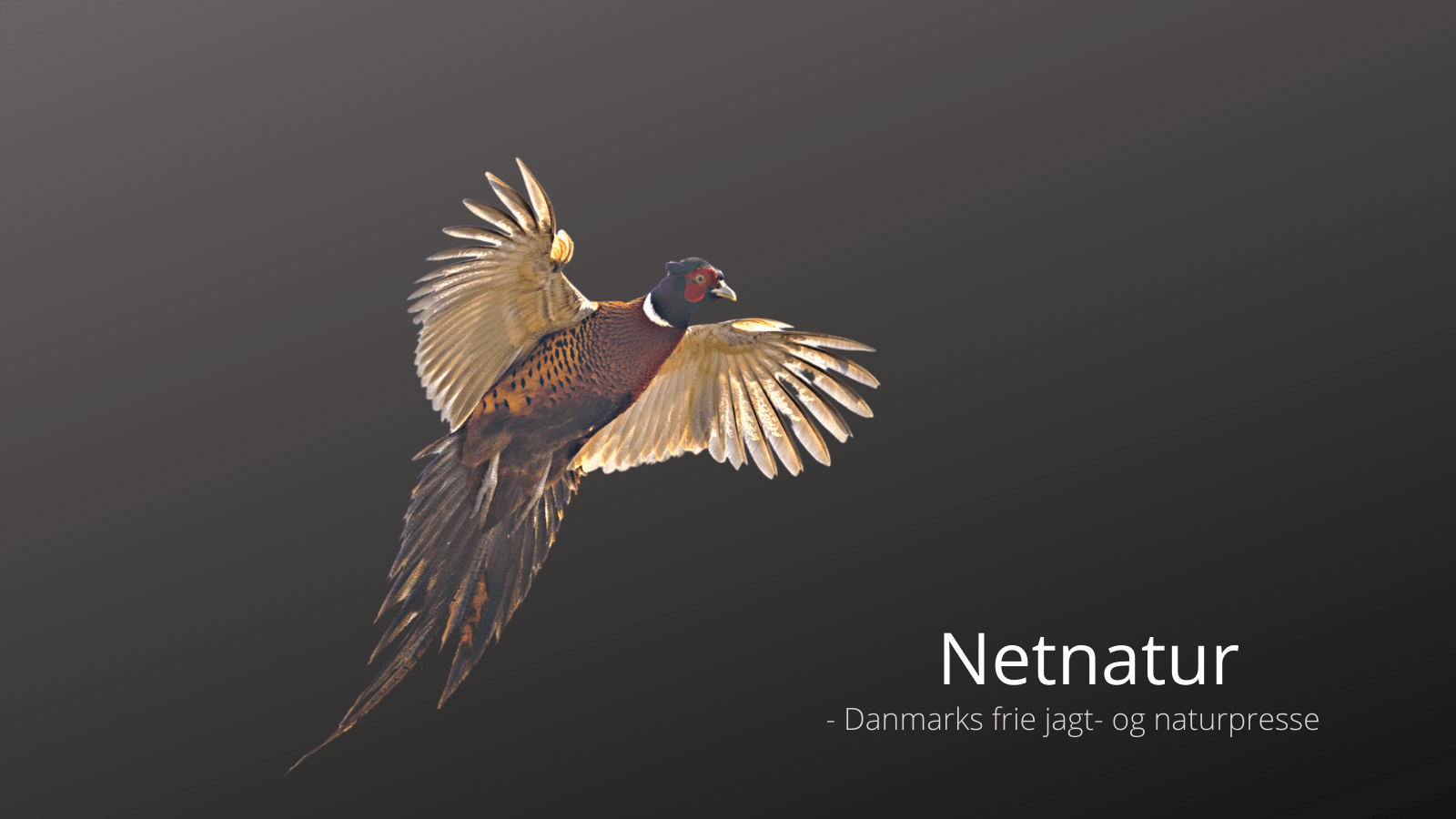 Lav listen over invasive arter om - Netnatur