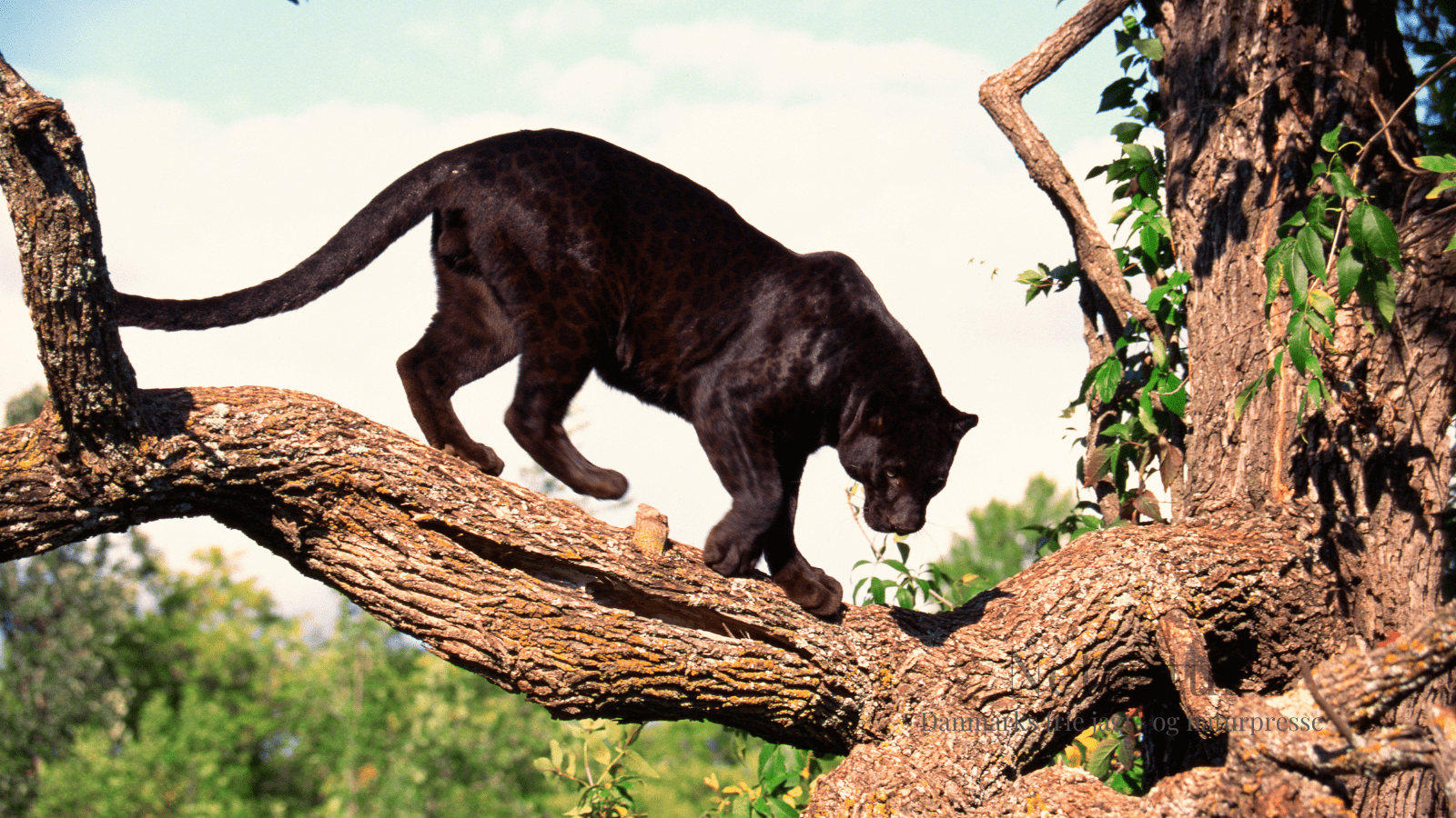 Svends indonesiske jagtheld - Netnatur