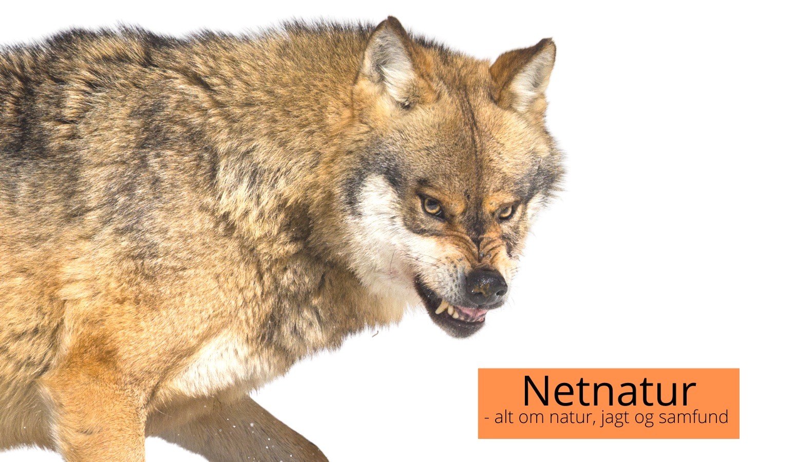 Nej tak til ulvekrig i Danmark - Netnatur