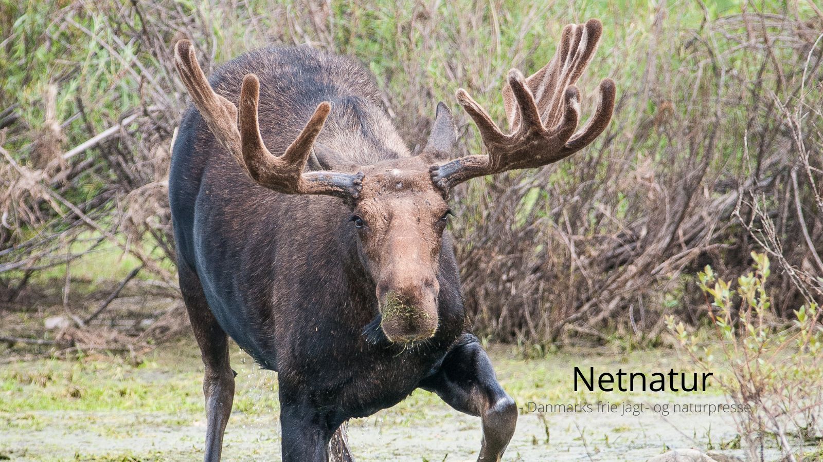 England vil genindføre elge - Netnatur