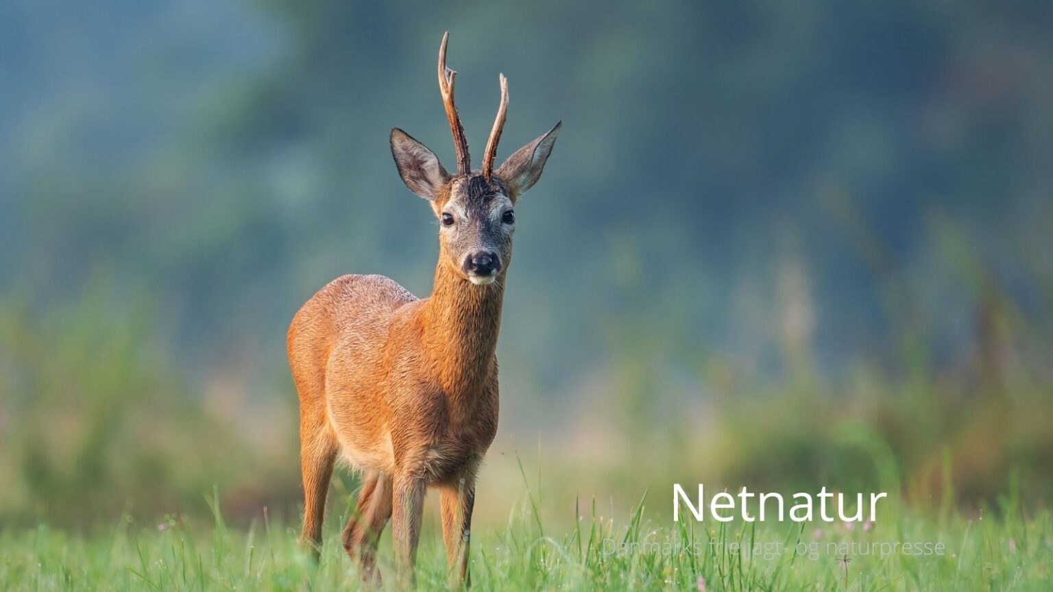 Netnatur: Digitalt blad med fokus på jagt, natur og samfund
